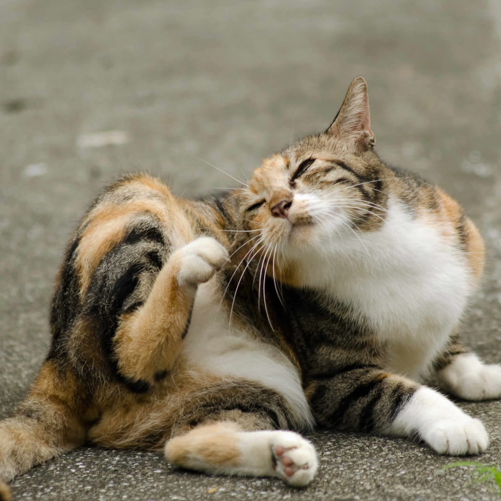 Cat Flea Infestation: Is It Possible to Get Rid of Fleas?