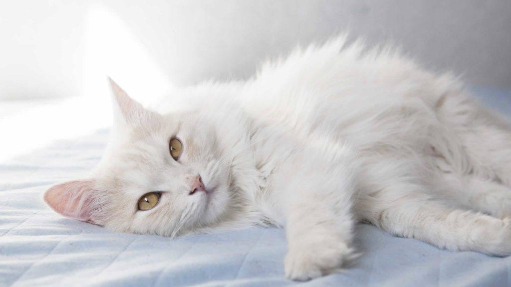 Persian Cats: History, Appearance, Personality