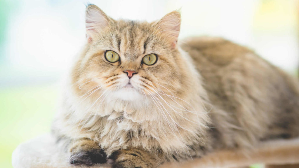 Persian Cats: History, Appearance, Personality