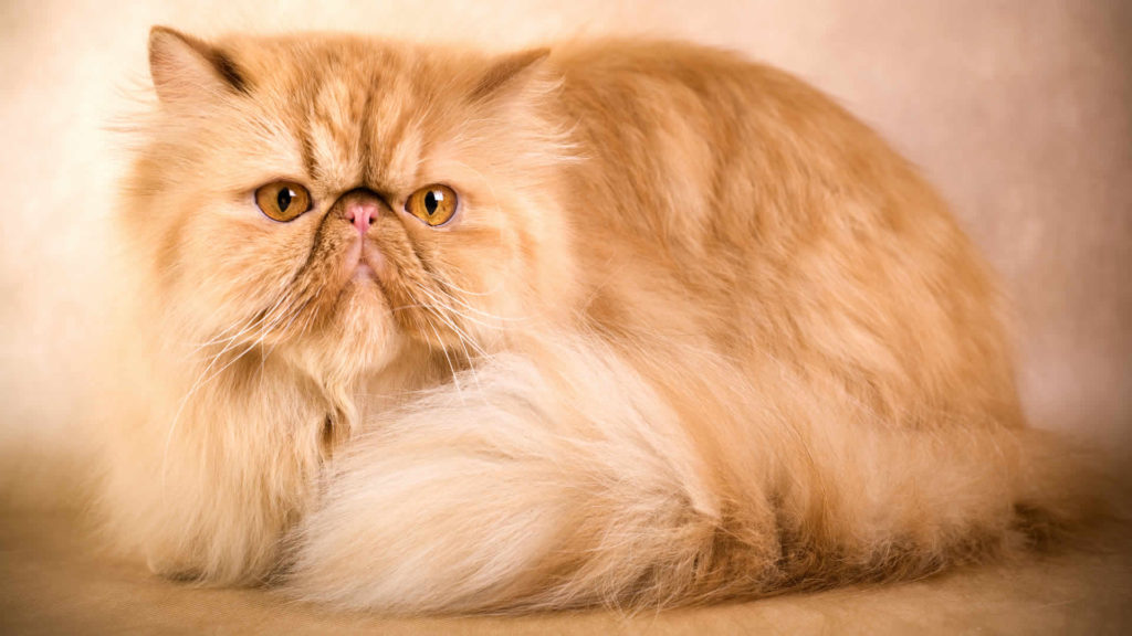 Persian Cats: History, Appearance, Personality