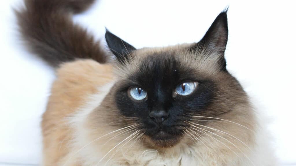 Long Tail Cat Breeds, Fluffy Tails & Others