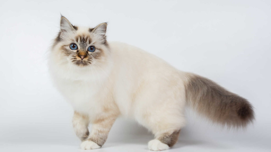 Long Tail Cat Breeds, Fluffy Tails & Others