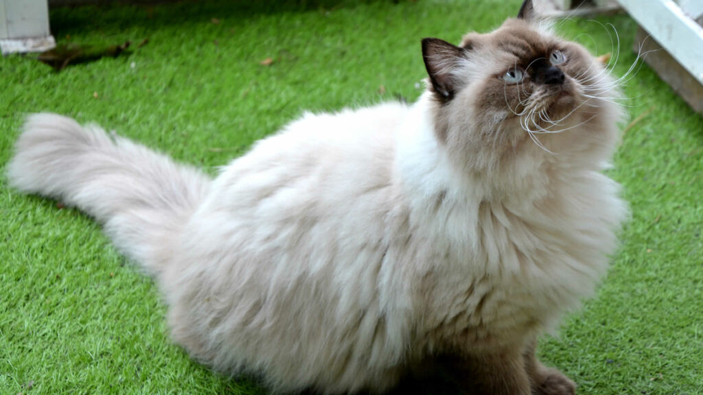 Long Tail Cat Breeds, Fluffy Tails & Others