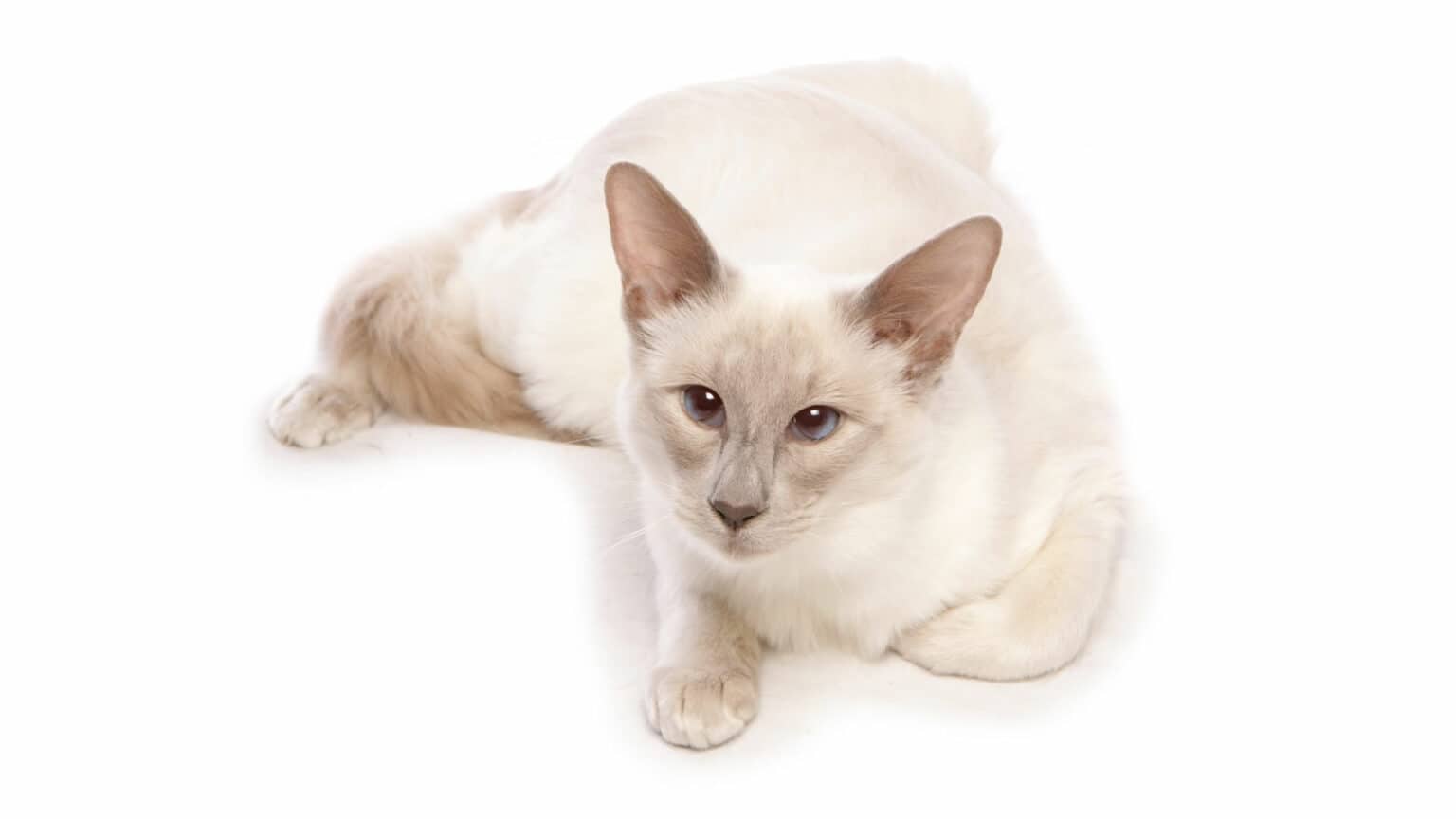 Long Tail Cat Breeds, Fluffy Tails & Others