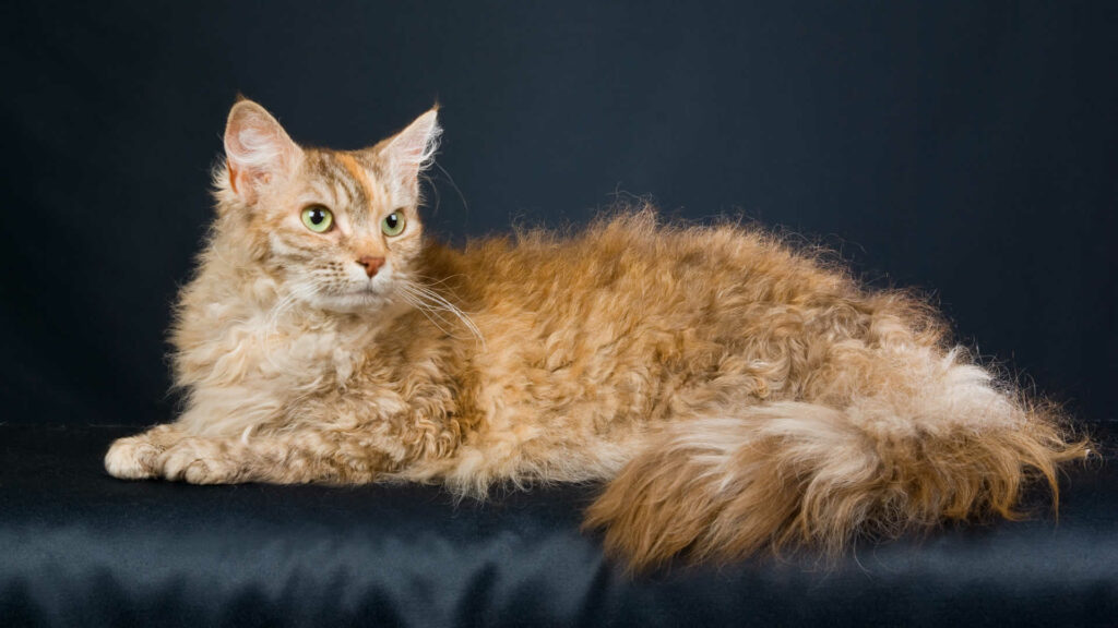 Long Tail Cat Breeds, Fluffy Tails & Others
