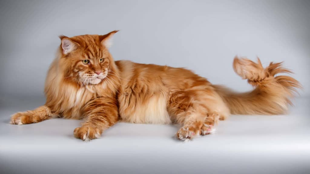 Long Tail Cat Breeds, Fluffy Tails & Others