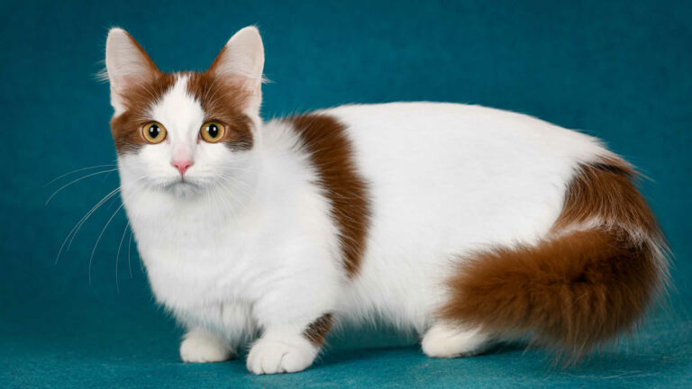 Long Tail Cat Breeds, Fluffy Tails & Others