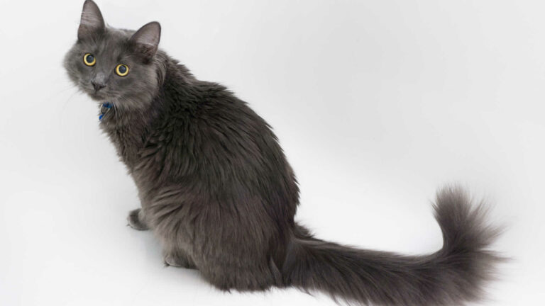 Long Tail Cat Breeds, Fluffy Tails & Others