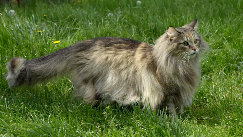 Long Tail Cat Breeds, Fluffy Tails & Others