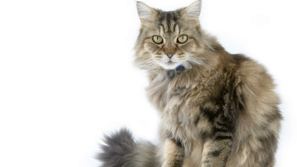 Long Tail Cat Breeds, Fluffy Tails & Others