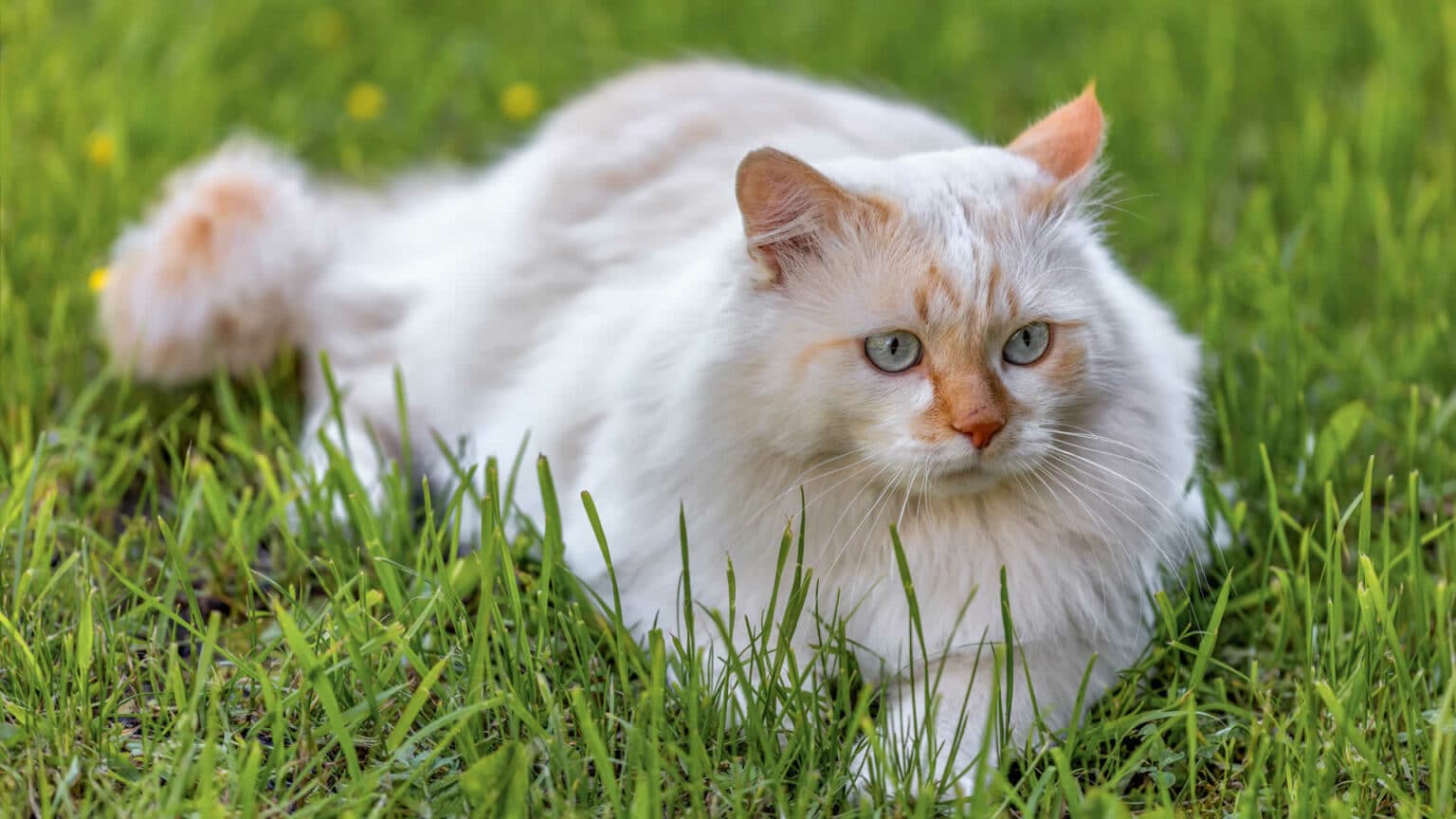 Long Tail Cat Breeds, Fluffy Tails & Others