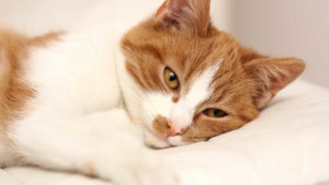 Why Is My Cat Keeping One Eye Closed?