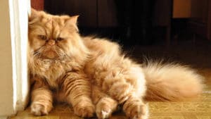 What Causes Matted Cat Fur & How Can I Get Rid of It?