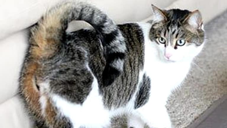 Cats with Curly Tails: Curly Tailed Breeds & Cat Genetics