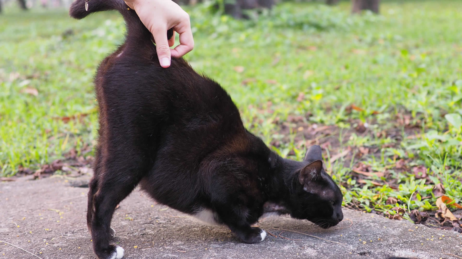 Cat Sleeping Positions When Sick & Other Signs of Pain