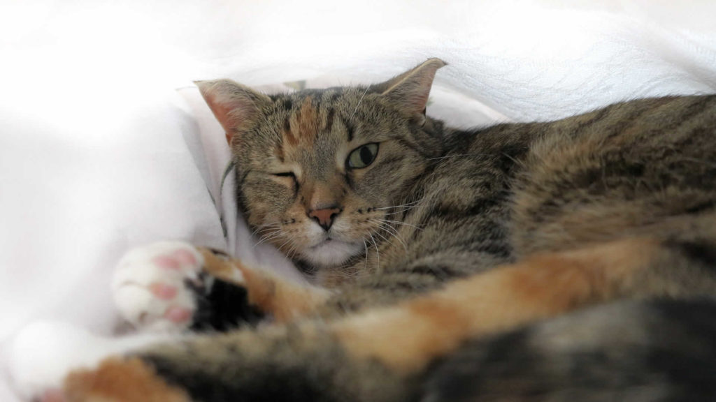 10 Cat Sleeping Positions When Sick & Other Signs of Pain