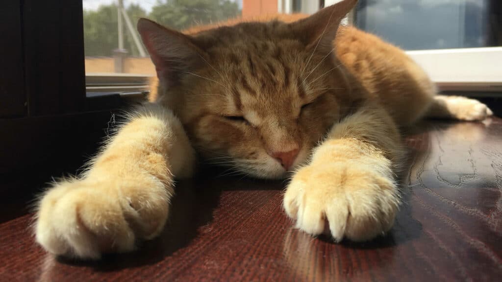 10 Cat Sleeping Positions When Sick & Other Signs of Pain