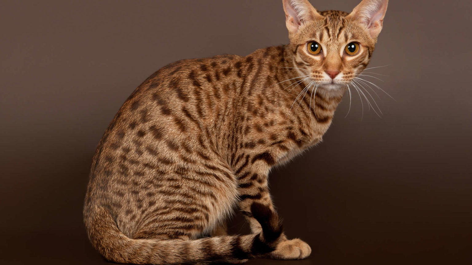 Cats with Curly Tails: Curly Tailed Breeds & Cat Genetics
