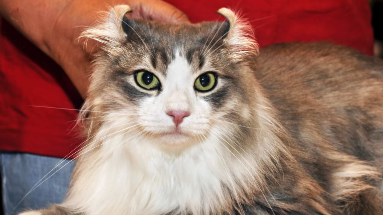 Cats With Small Ears: Scottish Folds & Short Eared Breeds