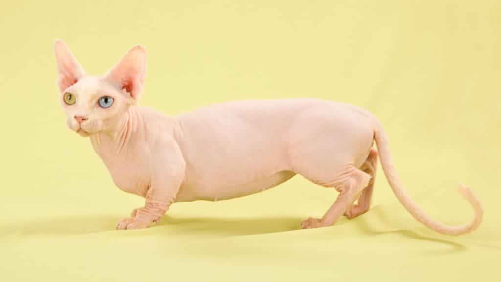 Cats With Short Legs: Munchkin Cats & Other Small Leg Breeds