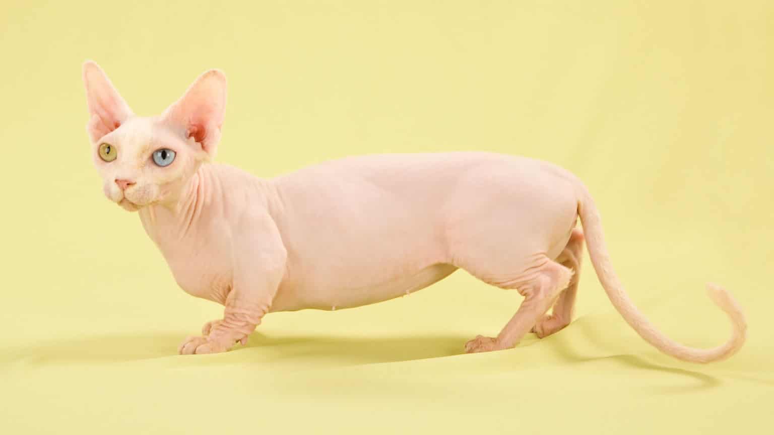 Cats With Short Legs: Munchkin Cats & Other Small Leg Breeds