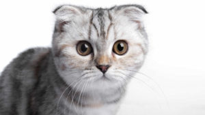 Cats With Small Ears: Scottish Folds & Short Eared Breeds