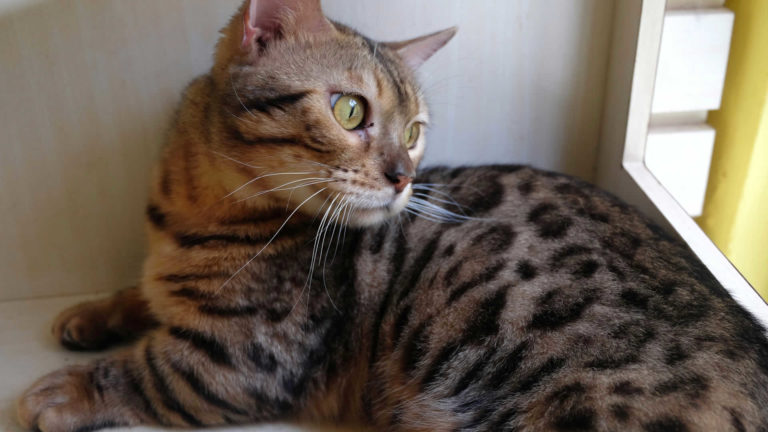 Cats With Short Legs: Munchkin Cats & Other Small Leg Breeds