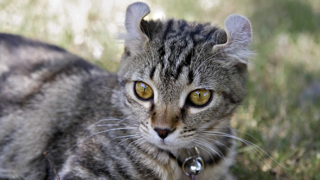 Cats With Small Ears: Scottish Folds & Short Eared Breeds