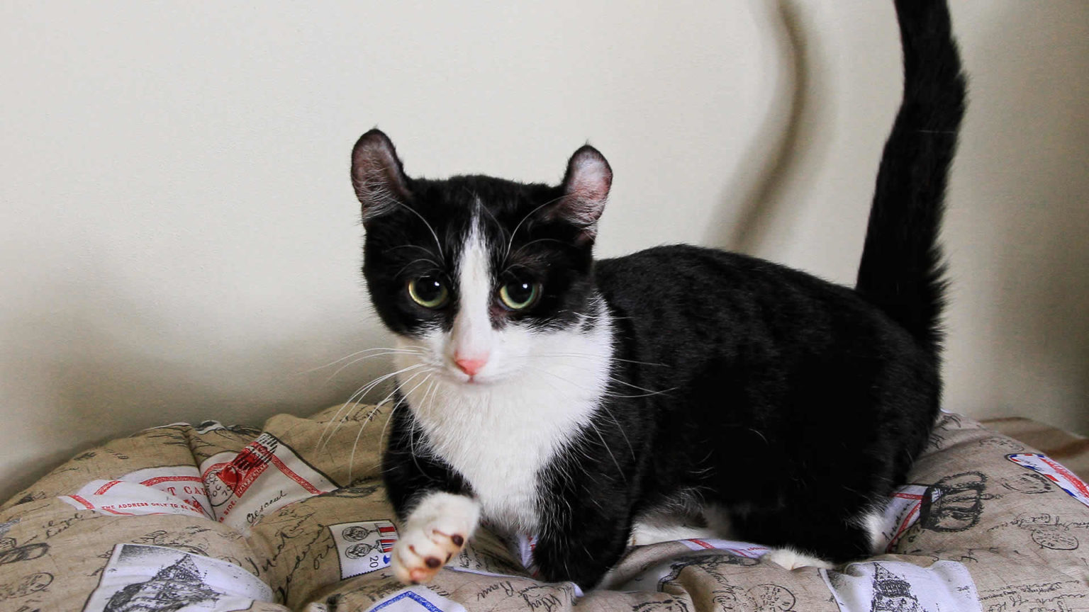 Cats With Short Legs: Munchkin Cats & Other Small Leg Breeds