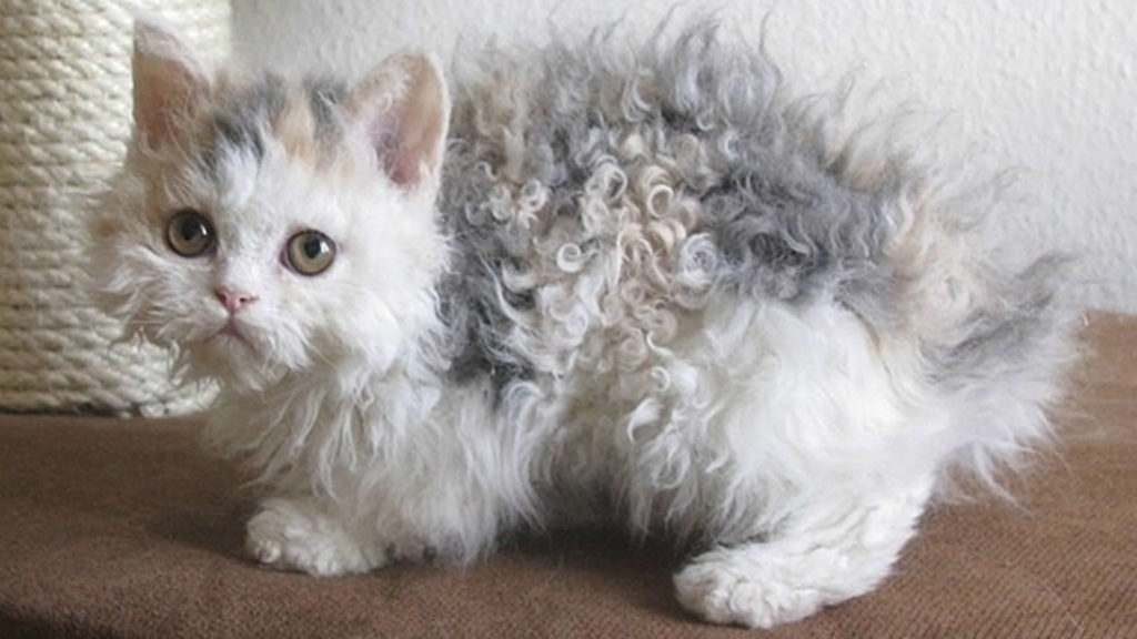 Cats With Short Legs: Munchkin Cats & Other Small Leg Breeds