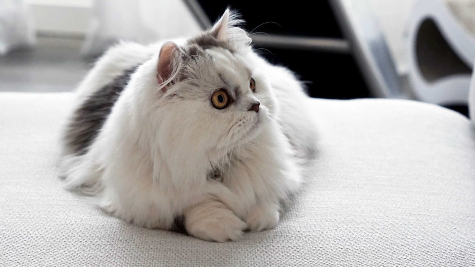 Cats With Short Legs: Munchkin Cats & Other Small Leg Breeds