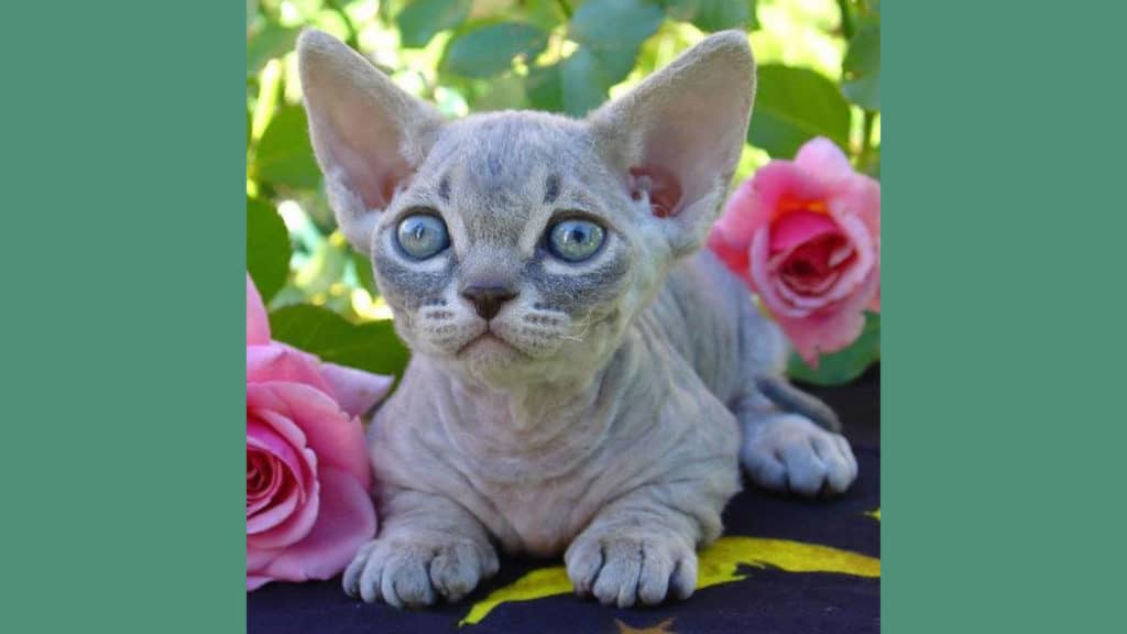 Cats With Short Legs: Munchkin Cats & Other Small Leg Breeds