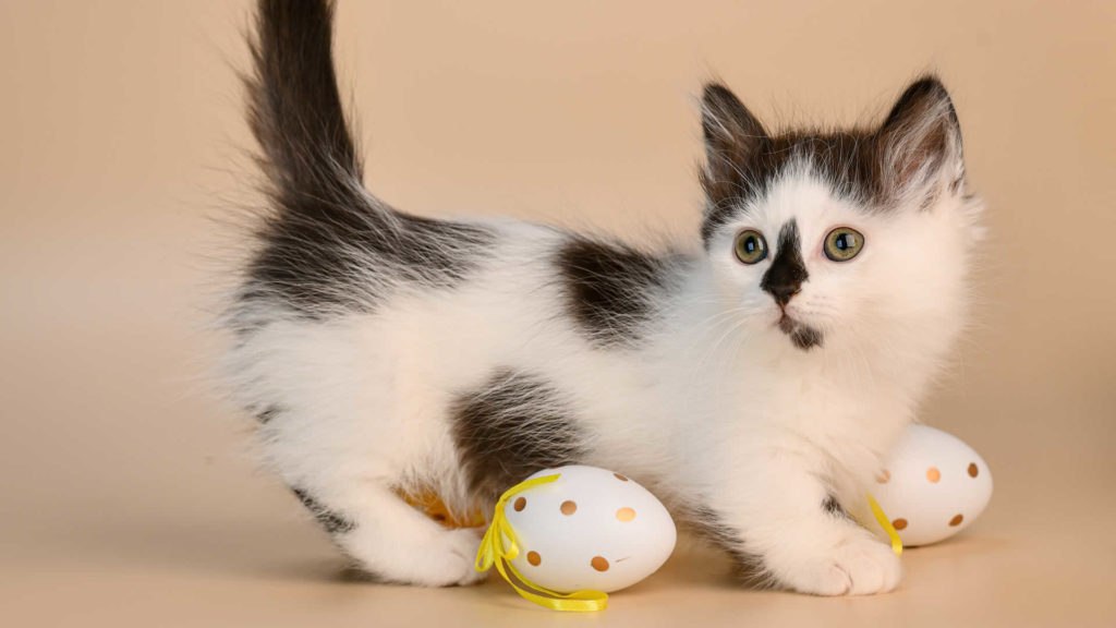 Cats With Short Legs: Munchkin Cats & Other Small Leg Breeds