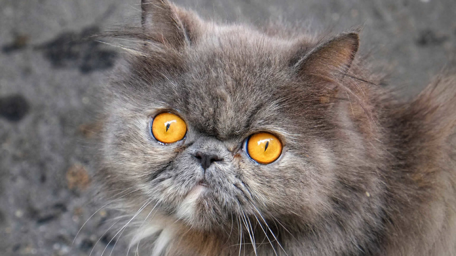 Cats With Small Ears: Scottish Folds & Short Eared Breeds