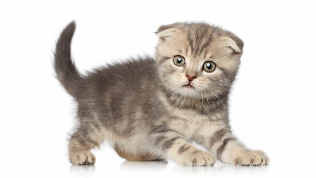 Cats With Short Legs: Munchkin Cats & Other Small Leg Breeds