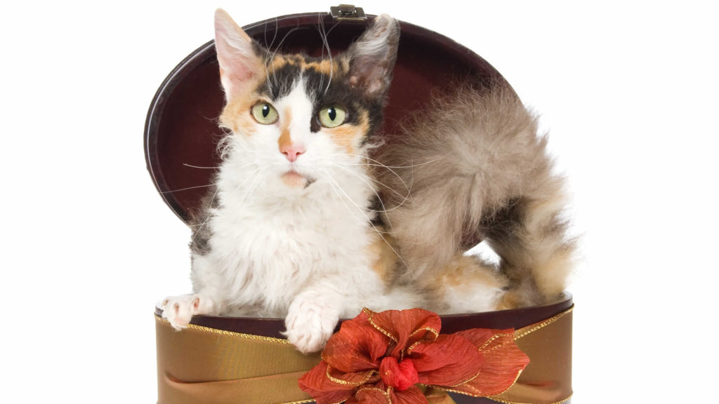 Cats With Short Legs: Munchkin Cats & Other Small Leg Breeds