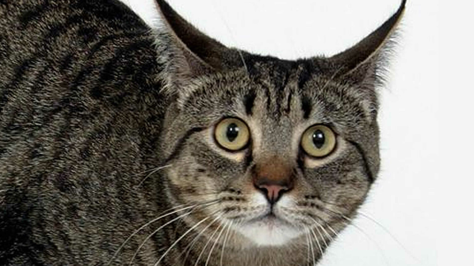 20 Breeds of Cats With Big Eyes