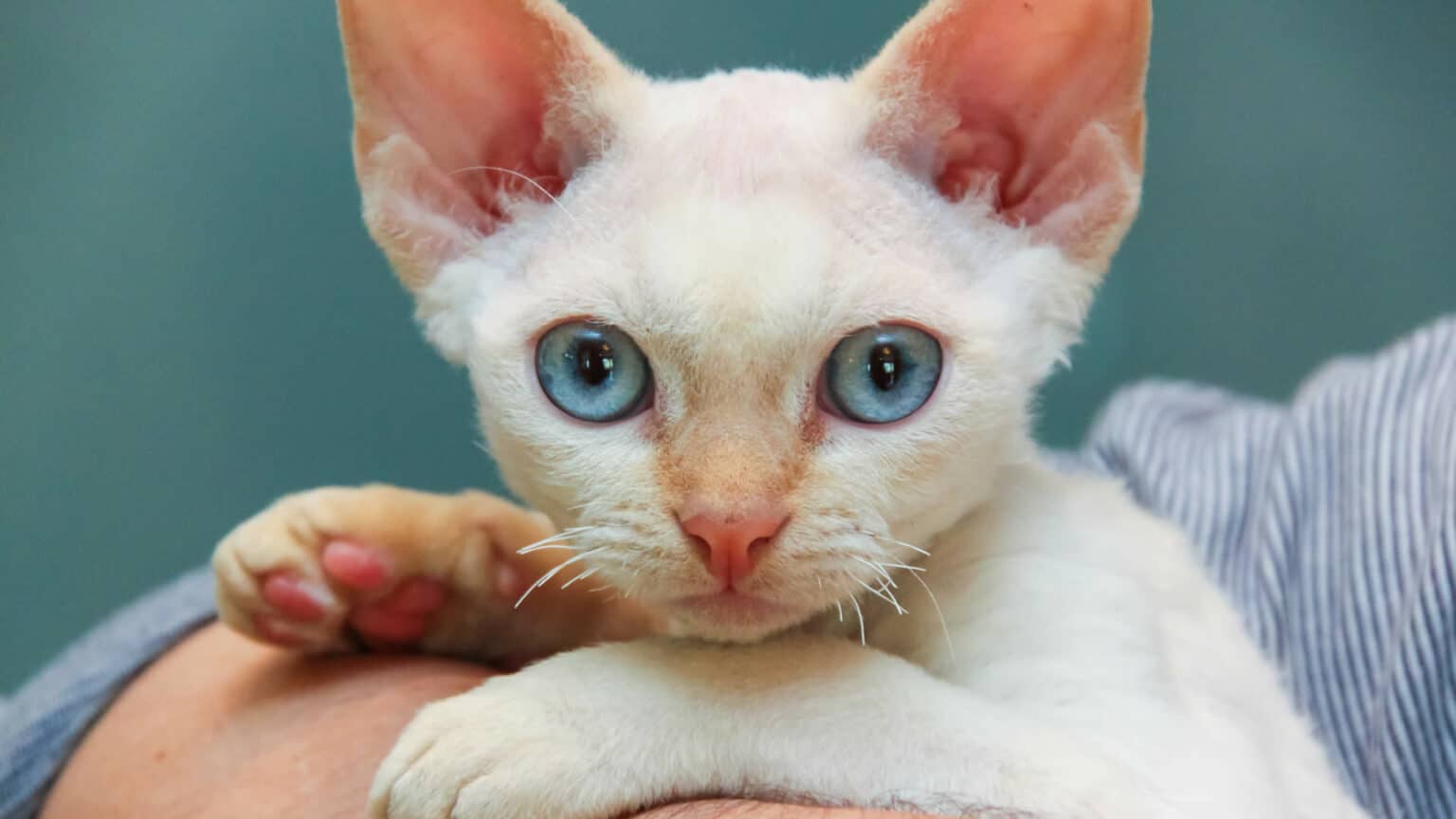 20 Breeds of Cats With Big Eyes