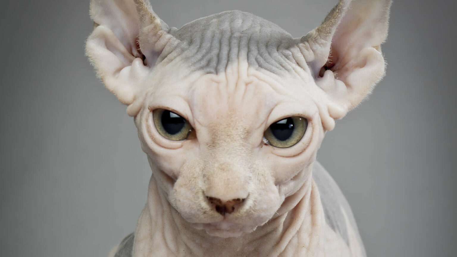 20 Breeds of Cats With Big Eyes