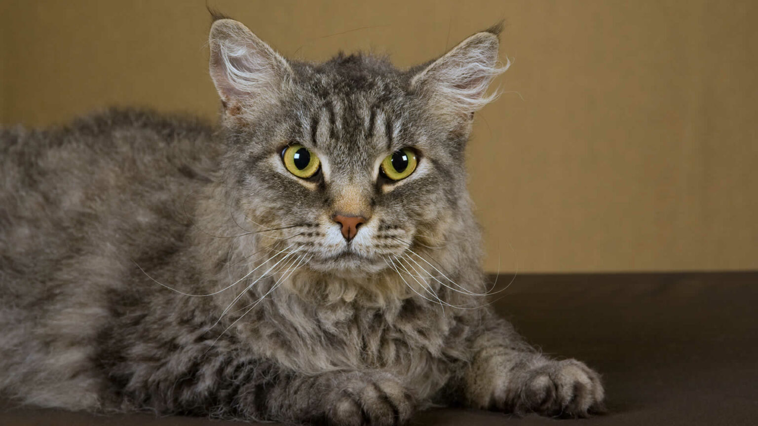 20 Breeds of Cats With Big Eyes