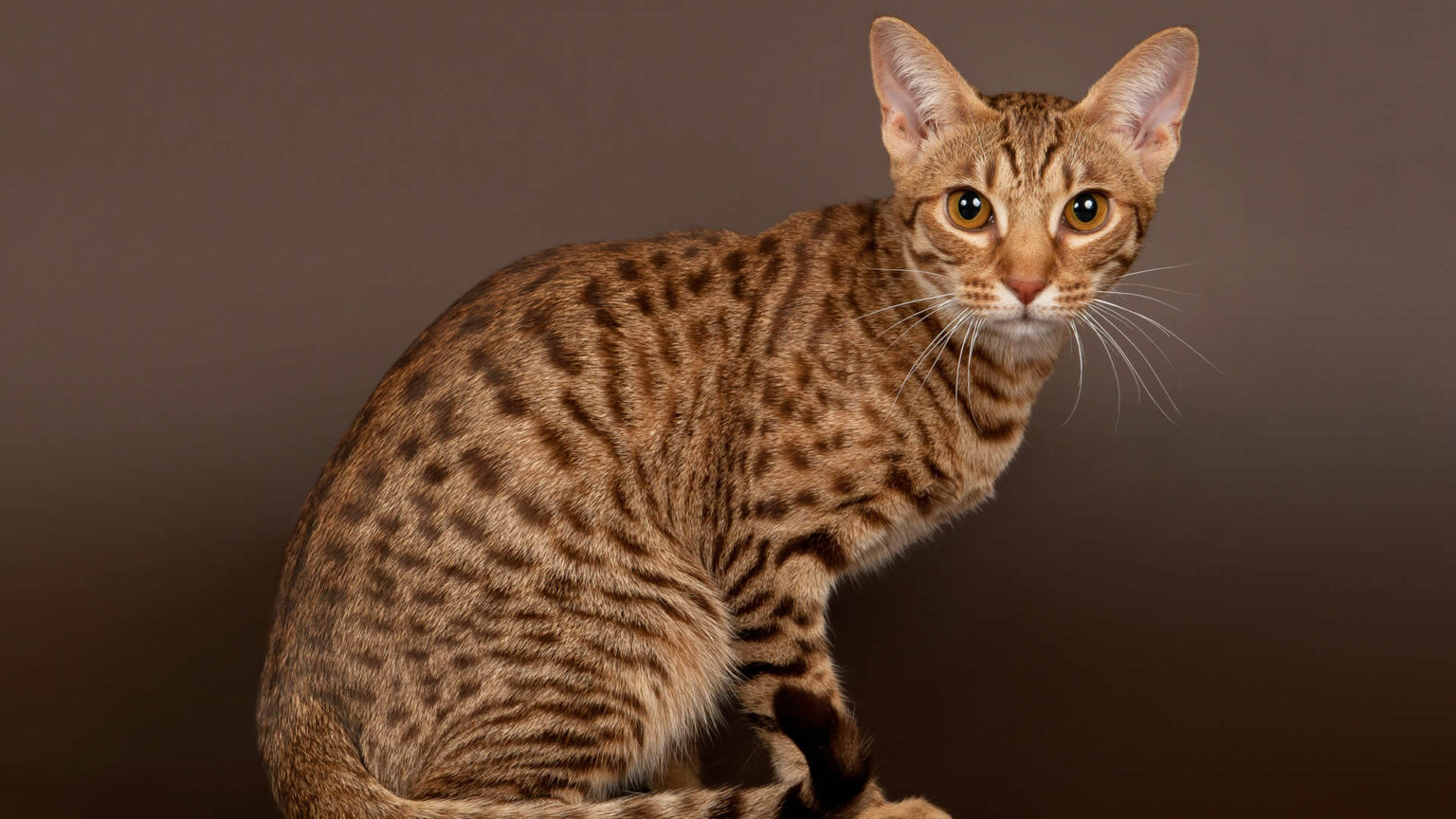 20 Breeds of Cats With Big Eyes