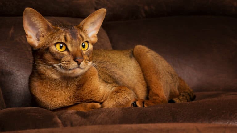 15 Orange Cat Breeds You Need to Know About!