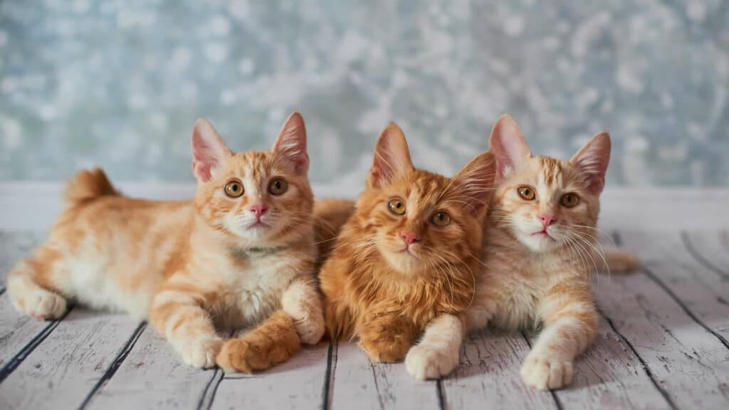 15 Orange Cat Breeds You Need to Know About!