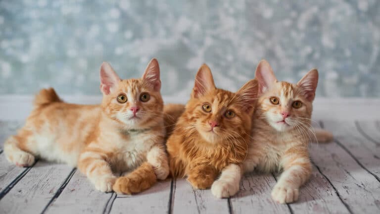 15 Orange Cat Breeds You Need to Know About!