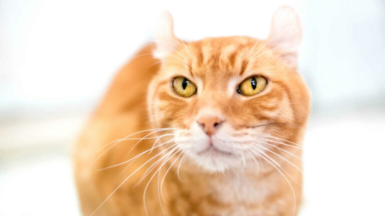 15 Orange Cat Breeds You Need to Know About!