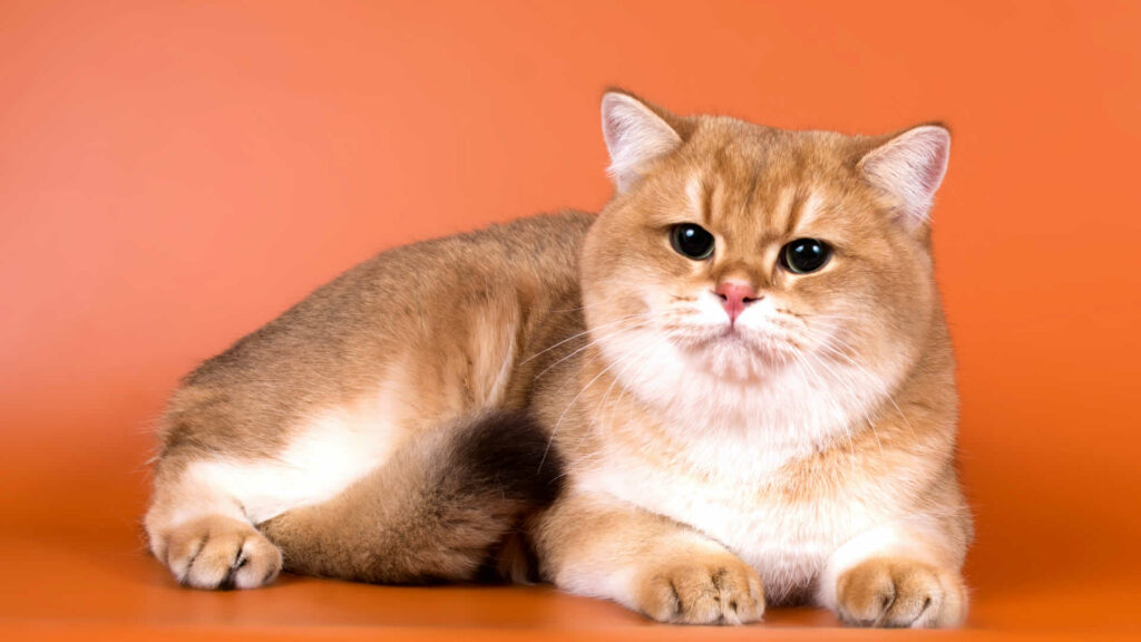 15 Orange Cat Breeds You Need to Know About!