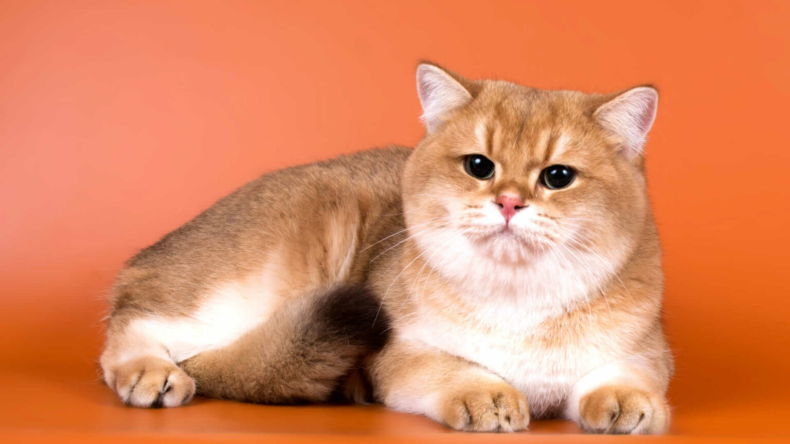 15 Orange Cat Breeds You Need to Know About!
