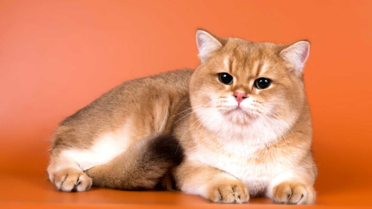 15 Orange Cat Breeds You Need to Know About!