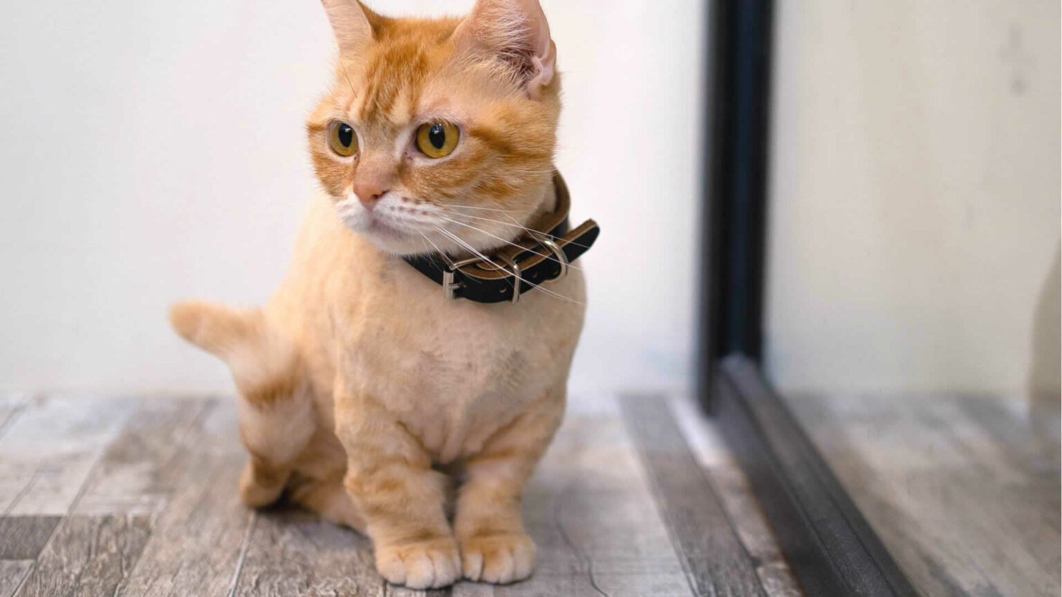 15 Orange Cat Breeds You Need to Know About!