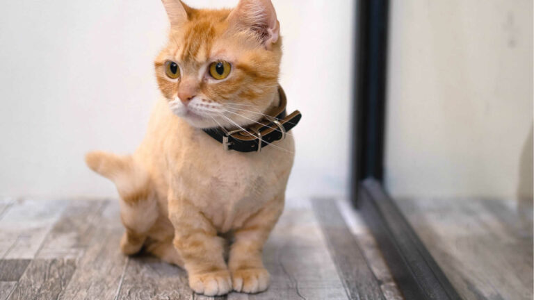 15 Orange Cat Breeds You Need to Know About!